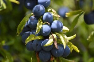 Szilvafajták: az ellenállótól az óriásig, ringlótól a vörösig ...